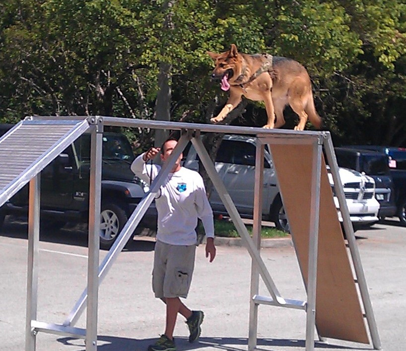 Expert Board and Train Dog Training Services in DFW