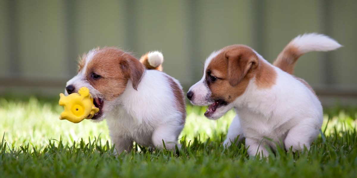 Dallas Puppy Socialization: Essential Training Tips