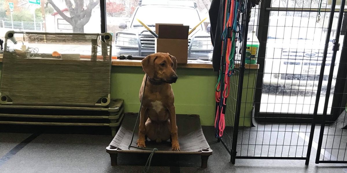Dog Training DFW: Transform Behavior with In-Home Programs