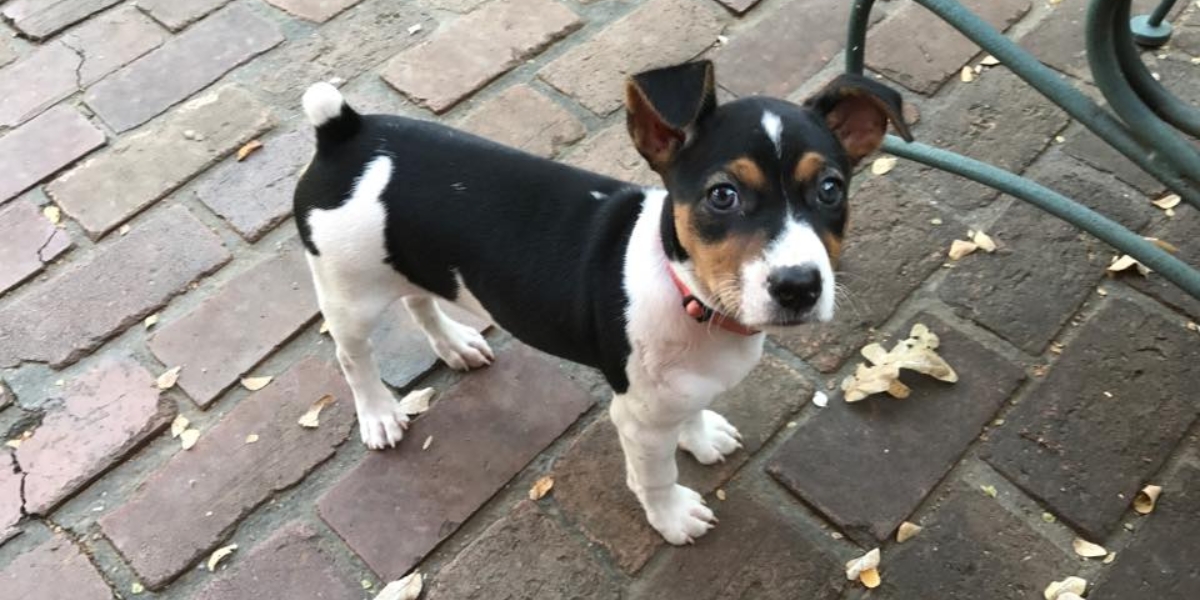 Raising New Dogs and Puppies at Home in Dallas - Dallas Fort Worth DFW ...