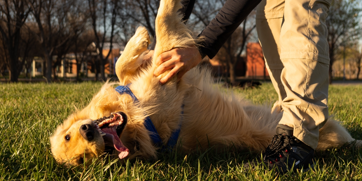 Proven Dog Anxiety Training Techniques for a Calm Pet - Dallas Fort ...